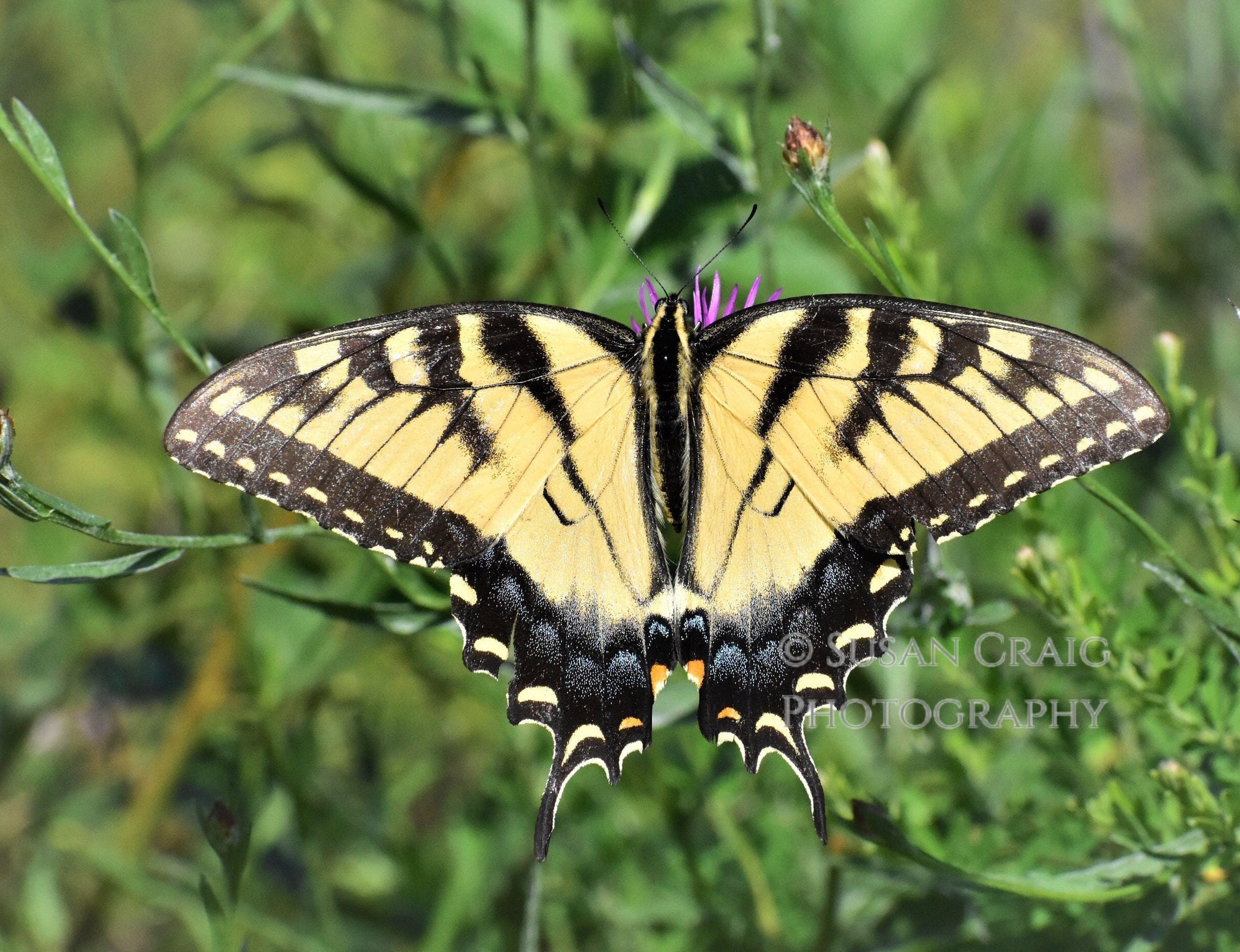 Yellow Swallowtail Butterfly 8x10 Matted Photo Print Photography Wall ...