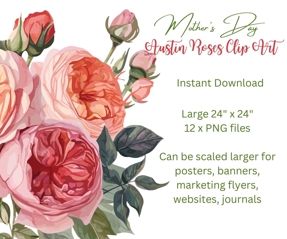 Cabbage Rose Clip Art Austin Roses English Roses Digital Rose Wedding ...