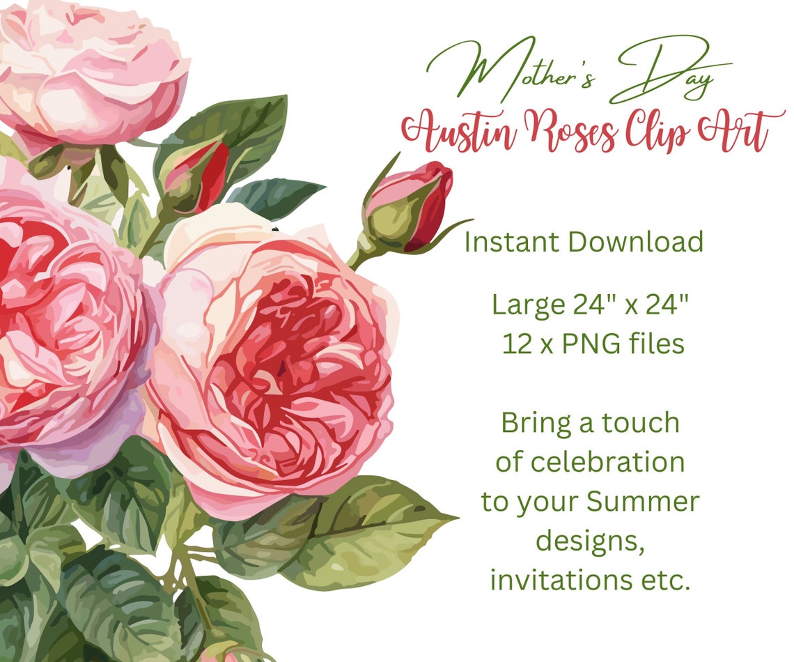 Cabbage Rose Clip Art Austin Roses English Roses Digital Rose Wedding ...