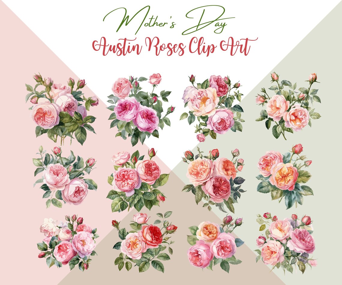 Cabbage Rose Clip Art Austin Roses English Roses Digital Rose Wedding ...