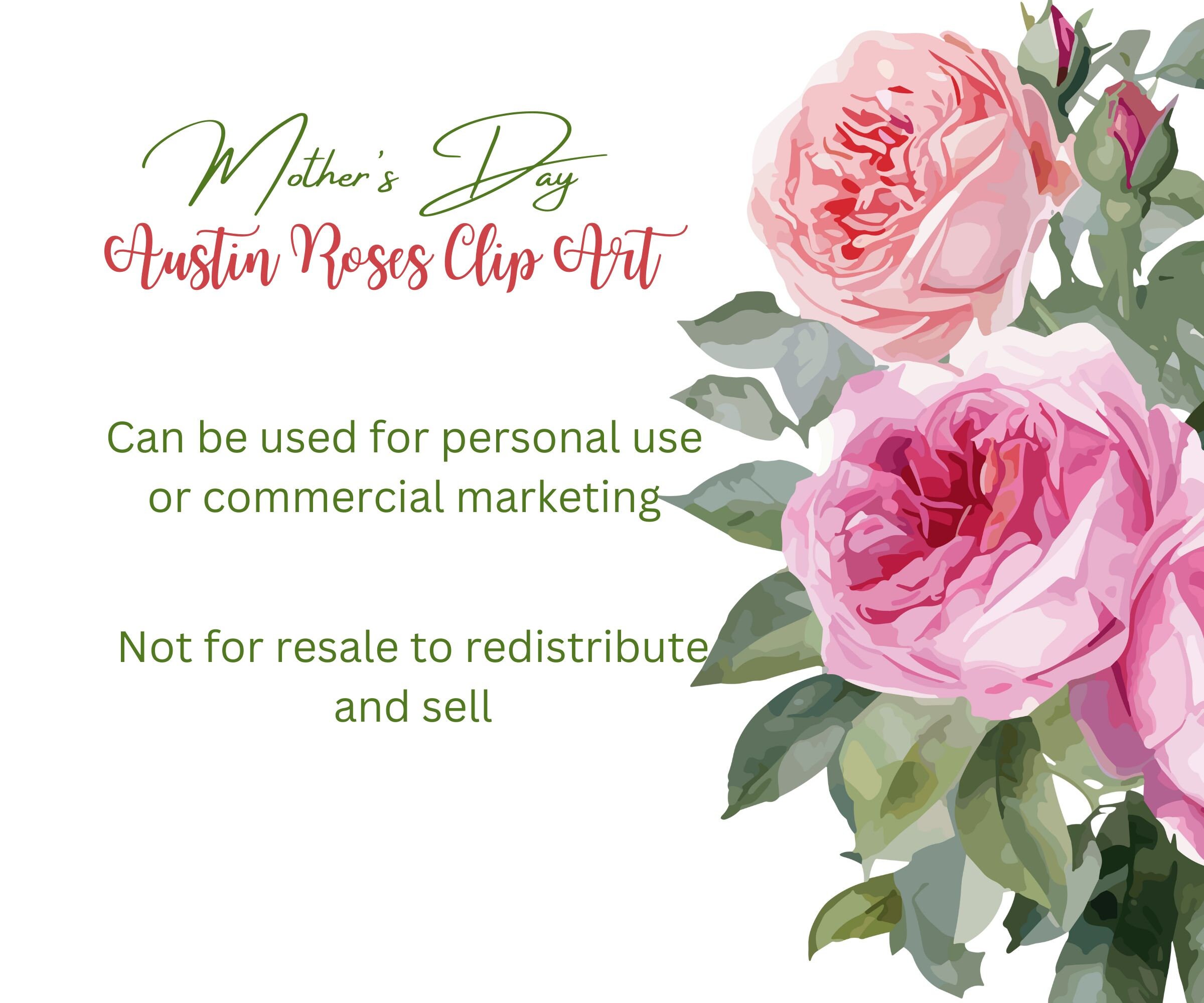 Cabbage Rose Clip Art Austin Roses English Roses Digital Rose Wedding ...