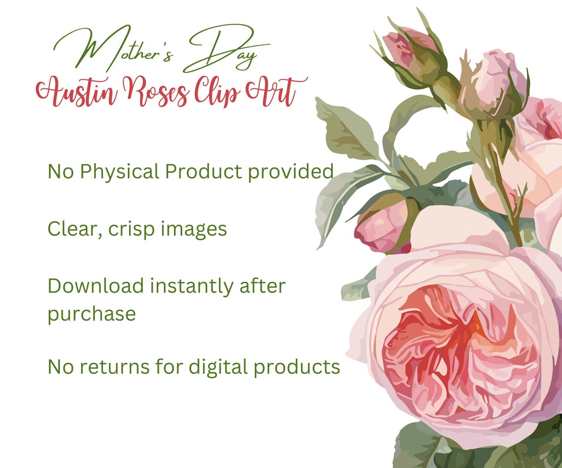 Cabbage Rose Clip Art Austin Roses English Roses Digital Rose Wedding ...