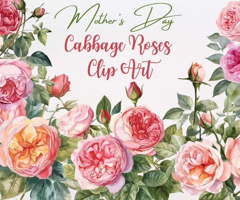 Cabbage Rose Clip Art Austin Roses English Roses Digital Rose Wedding ...