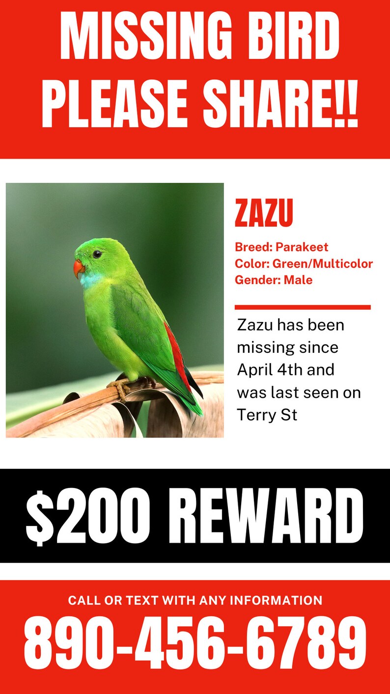 Missing Bird Flyer Kit, Canva Template (digital Download) - Etsy