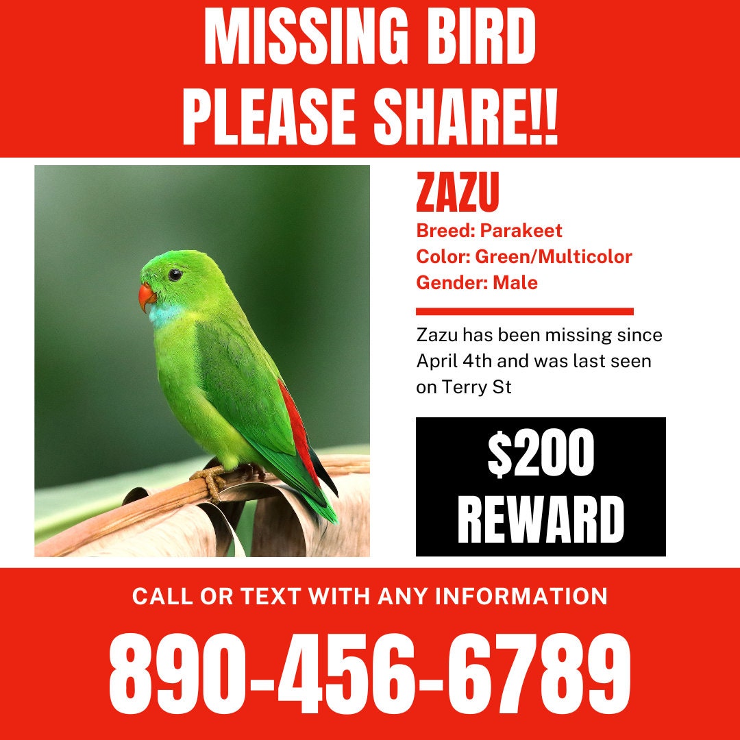 Missing Bird Flyer Kit, Lost Bird Poster Set, Social Media Package ...