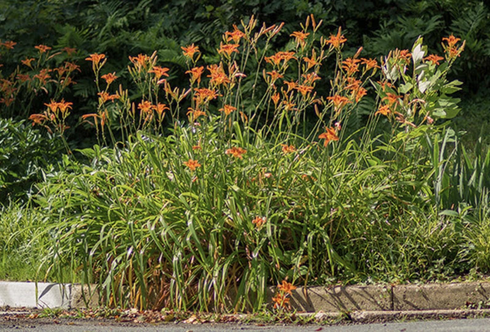 Ditch Lilies /orange Daylily (50 Plants) - Etsy