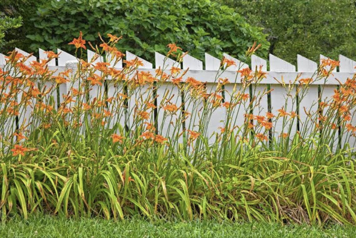 Ditch Lilies /orange Daylily (50 Plants) - Etsy
