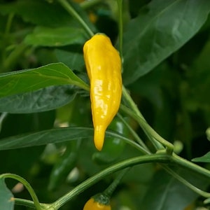 Peruvian Lemon Drop Chili Seeds (op/heirloom) : Ají Limón, Qillu Uchu ...