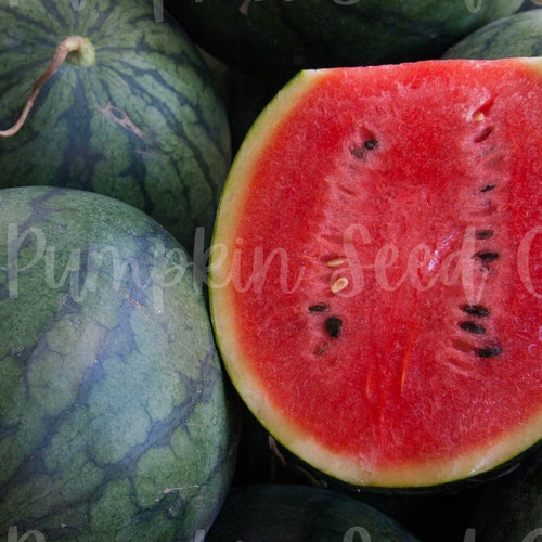 Sugar Baby Watermelon Seeds: Mini Watermelon Compact - Etsy
