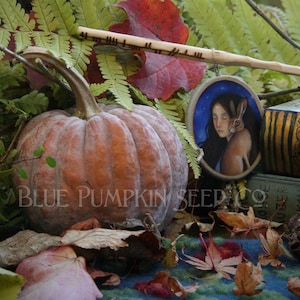 Black Futsu Pumpkin Seeds: Rare Japanese Heirloom, Delicious Nutty ...