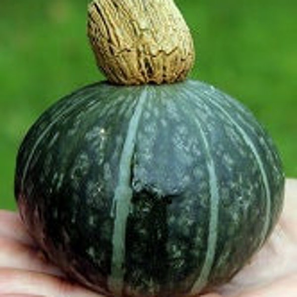 Mini Japanese Garden - Etsy