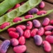 Scarlet Emperor Poll Bean Seeds : Scarlet Runner Bean, Seven Year Bean ...