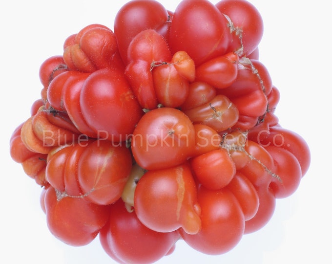 Reisatomate Tomato (heirloom) Seeds: Travel Tomato, Journey Tomato ...