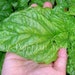 Large Leaf Italian Basil (heirloom): Extra Large Basil, Sweet Basil ...