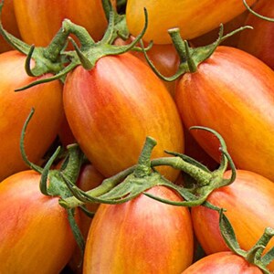 Blush Tomato Organic Seeds - Blush and Golden Colored Bullet Shaped ...