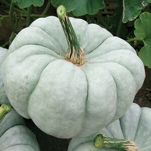Blue Doll F1 Pumpkin Seeds: Grow Disease Resistant Stunning Blue ...