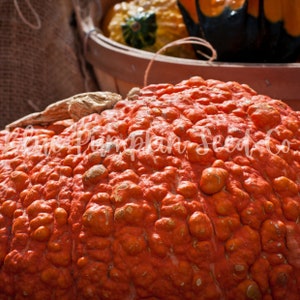 Red Warty Thing Pumpkin (heirloom/c.maxima): Essex Hubbard, Essex Red ...