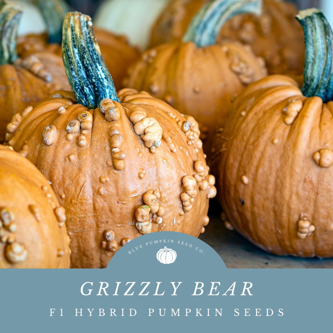 Grizzly Bear (F1 Hybrid/c.spp.) Seeds: Tan Pumpkin, Buff Pumpkin, Bumpy ...