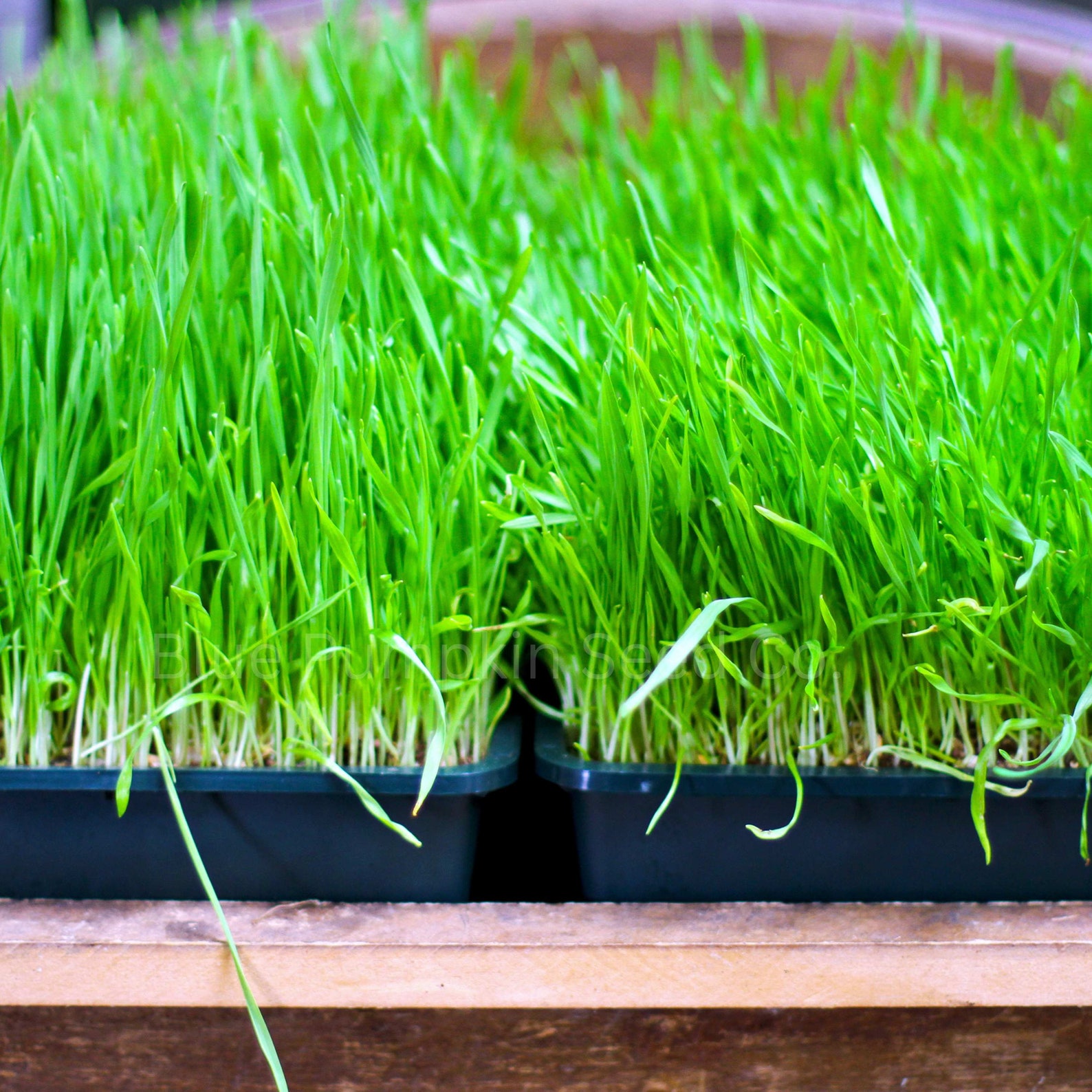 Wheat Grass Berries Seeds Wheat Grass Juice Wheat Grass - Etsy