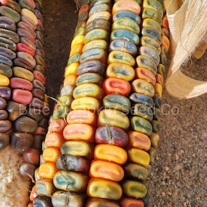 Earth Tones Dent Corn Seeds: A Rainbow of Autumn Colors - Earth Tones ...
