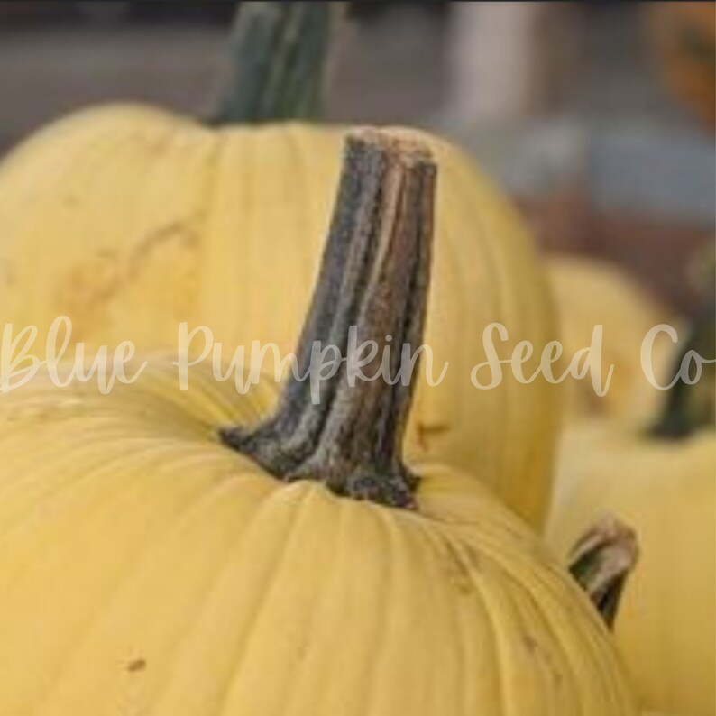 Sunlight Pumpkin f1/c.spp/pmr Seeds: Yellow Pumpkin - Etsy