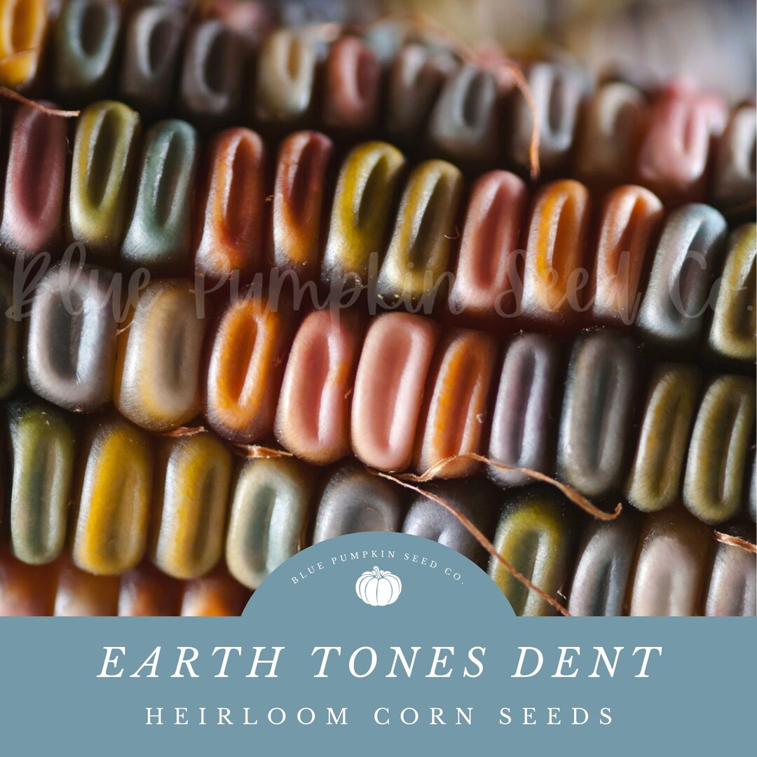 Earth Tones Dent Corn Seeds: A Rainbow of Autumn Colors - Earth Tones ...