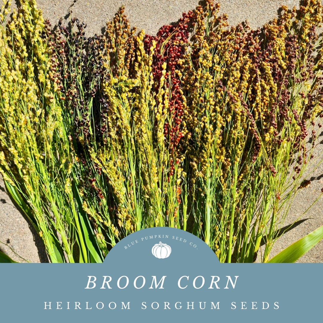 Broom Corn Seeds: Create Your Own Brooms - Grow Your Own Cereal Grain ...
