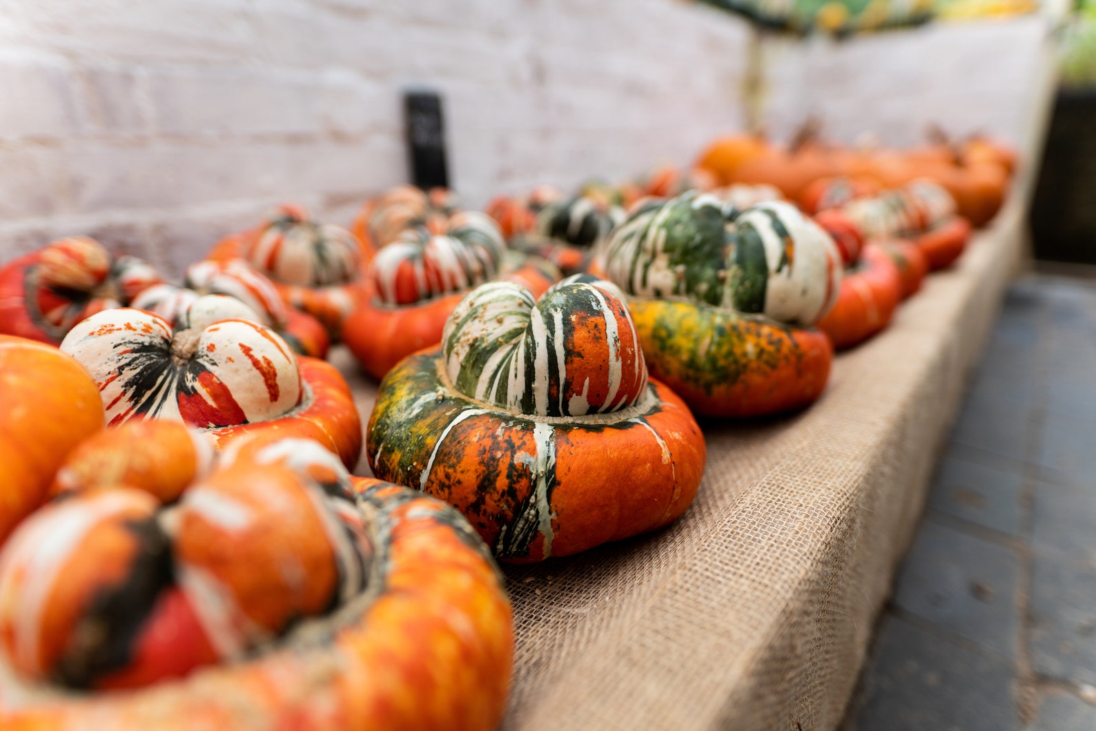 Turks Turban Pumpkin heirloom/c.maxima Seeds: Turban Squash - Etsy ...