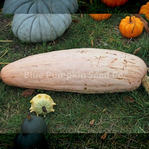 Pink Banana Jumbo Squash (heirloom/ C.maschata) Seeds: Pink Banana ...
