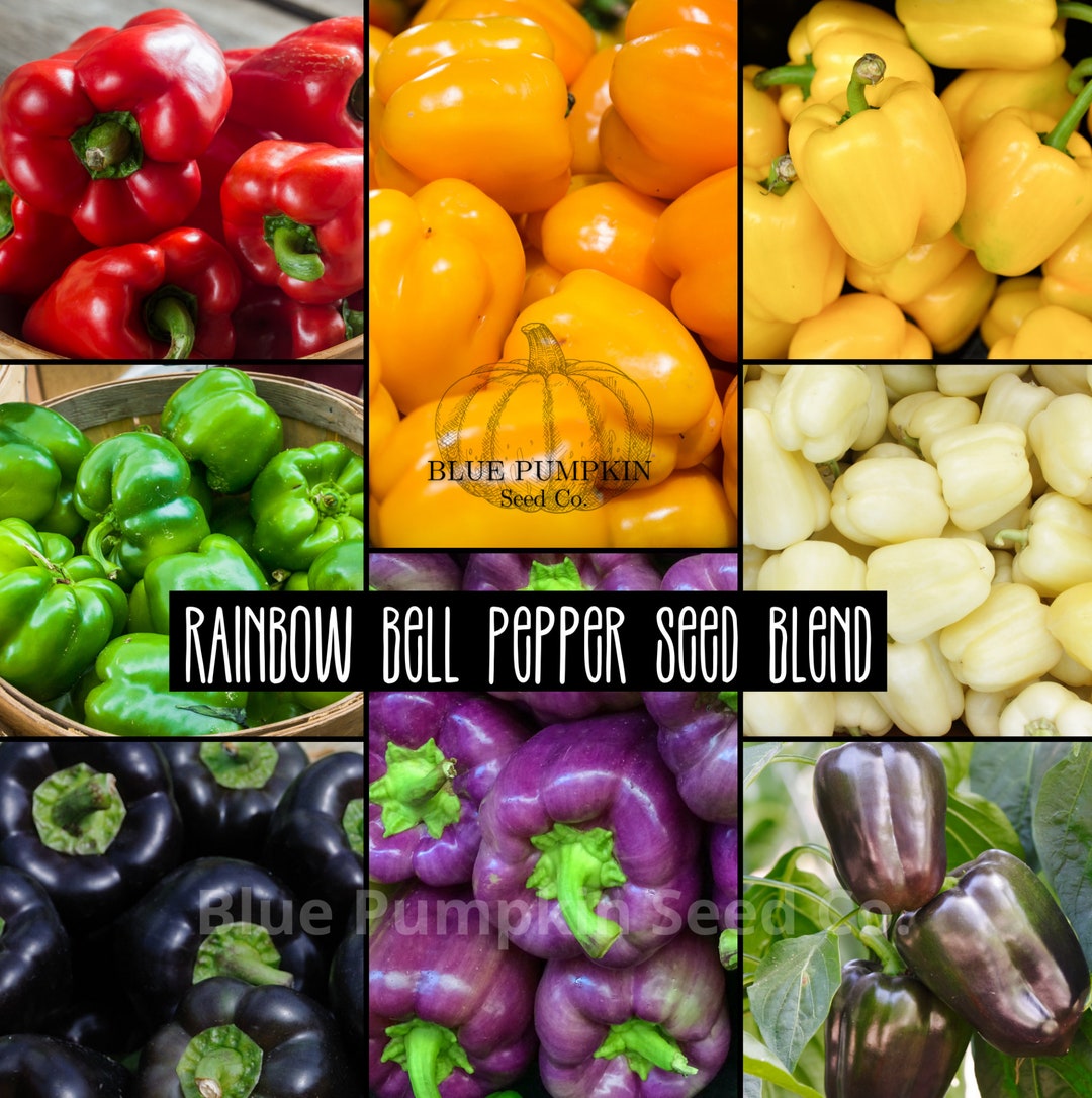 Rainbow Bell Pepper Blend (op/heirlooms) Seeds: Rainbow Bell Pepper ...
