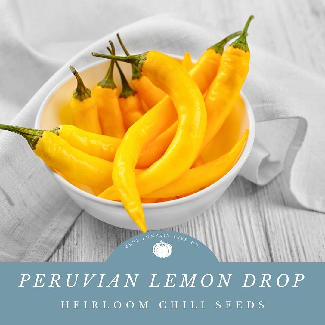 Peruvian Lemon Drop Chili Seeds op/heirloom : Ají Limón, Qillu Uchu ...