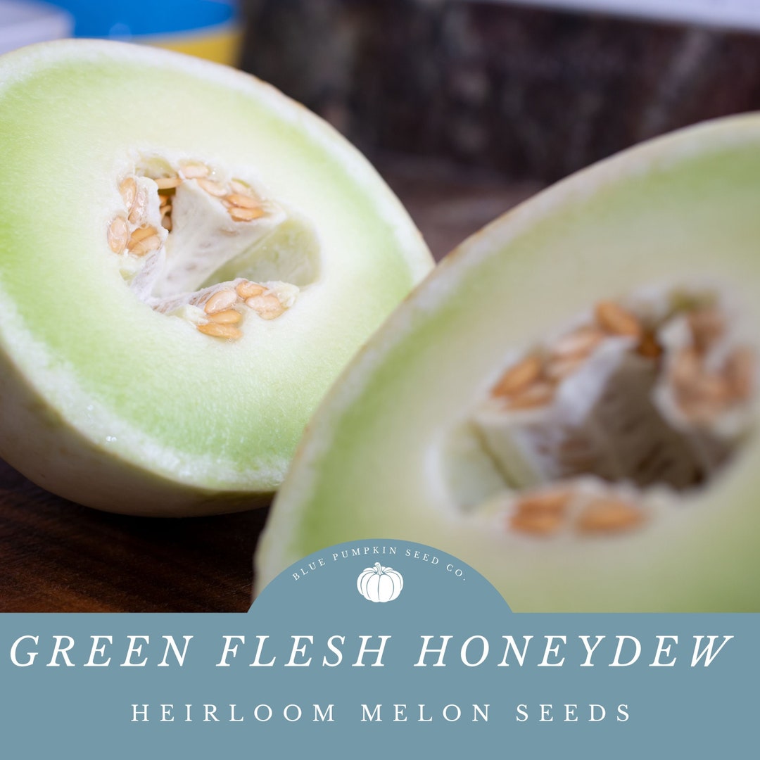 Green Flesh Melon Seeds (organic): Honey Dew, Green Flesh Honeydew ...