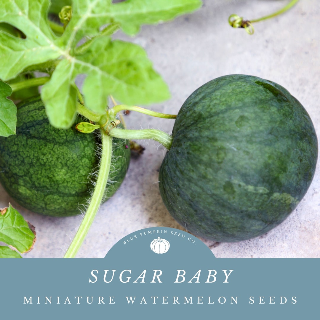 Sugar Baby Watermelon Seeds: Mini Watermelon, Compact Watermelon ...