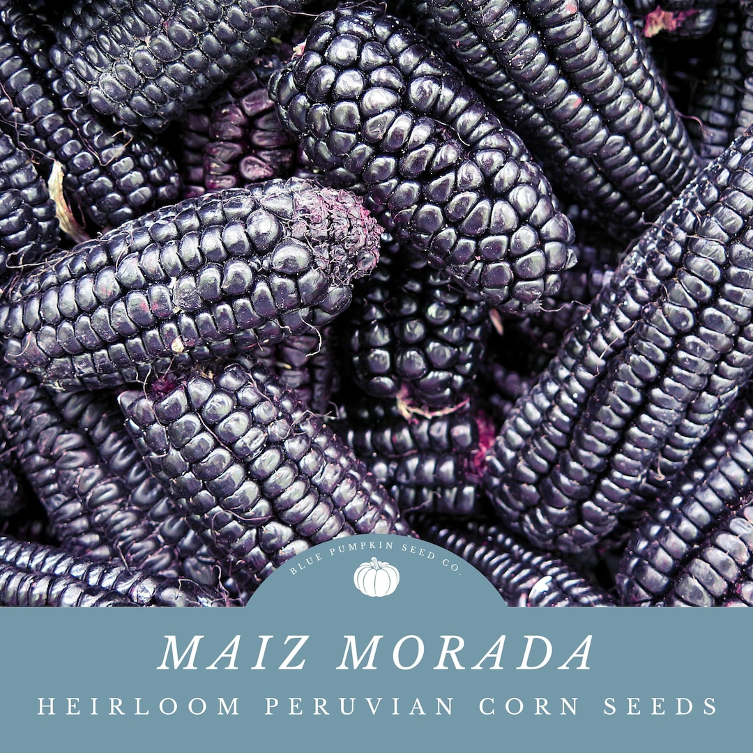 Peruvian Maiz Morada Corn Seeds: Grow a Piece of Peruvian History! Make ...