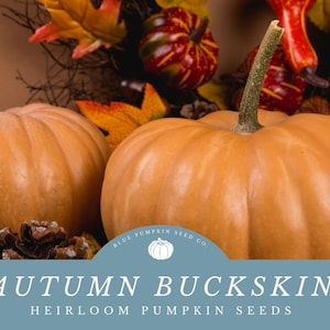 Autumn Buckskin Pumpkin Seeds: Grow Your Own Autumn Buckskin Pumpkins ...