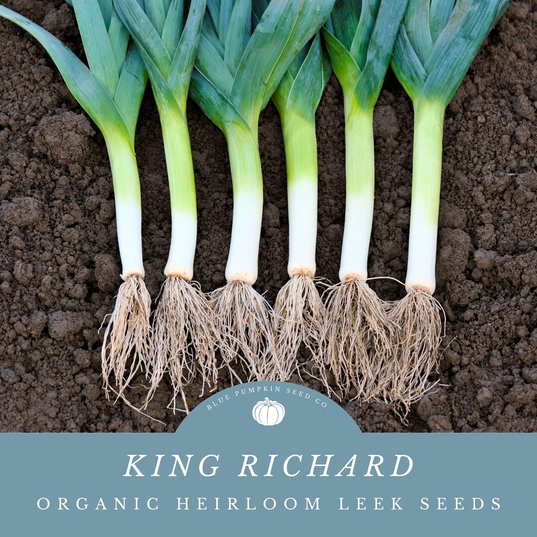 King Richard Leek (certified Organic by Mofga/heirloom) Seeds: - Etsy