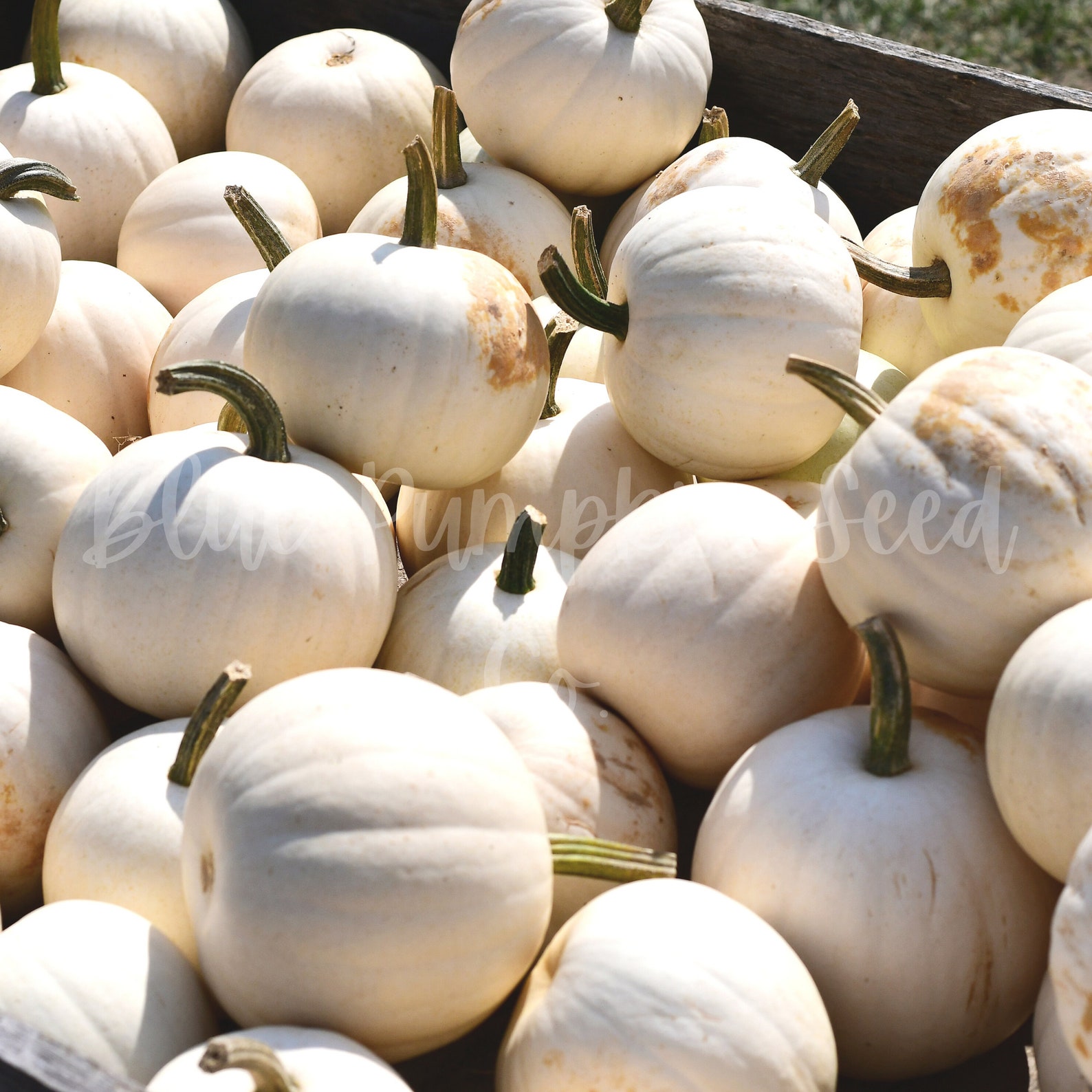 Snowball Pumpkin (f1/c.maxima/pm) Seeds: White Pumpkin, Medium Sized ...