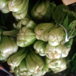 Li Ren Choi (F1) Baby Bok Choy Seeds: Dwarf Bok Choy, Dwarf Pak Choi ...
