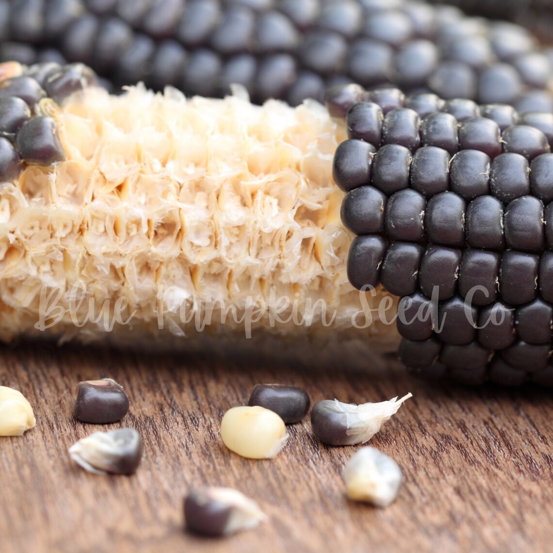 Hopi Blue Indian Corn: Heirloom Native American Corn Field - Etsy