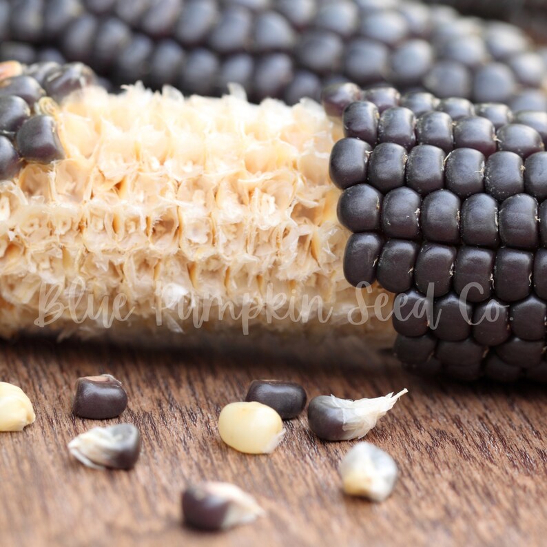 Hopi Blue Indian Corn: Heirloom, Native American Corn, Field Corn, Hopi ...