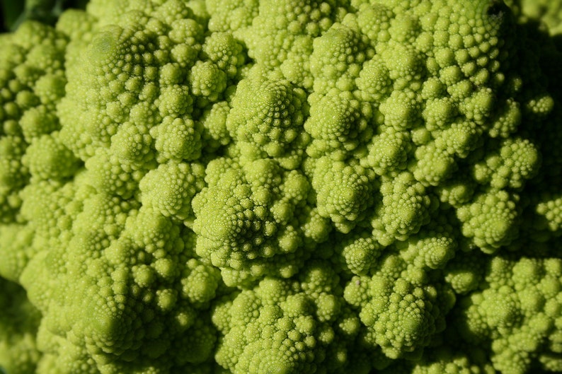 Organic Romanesco Broccoli heirloom: Roman Broccoli Roman - Etsy Canada