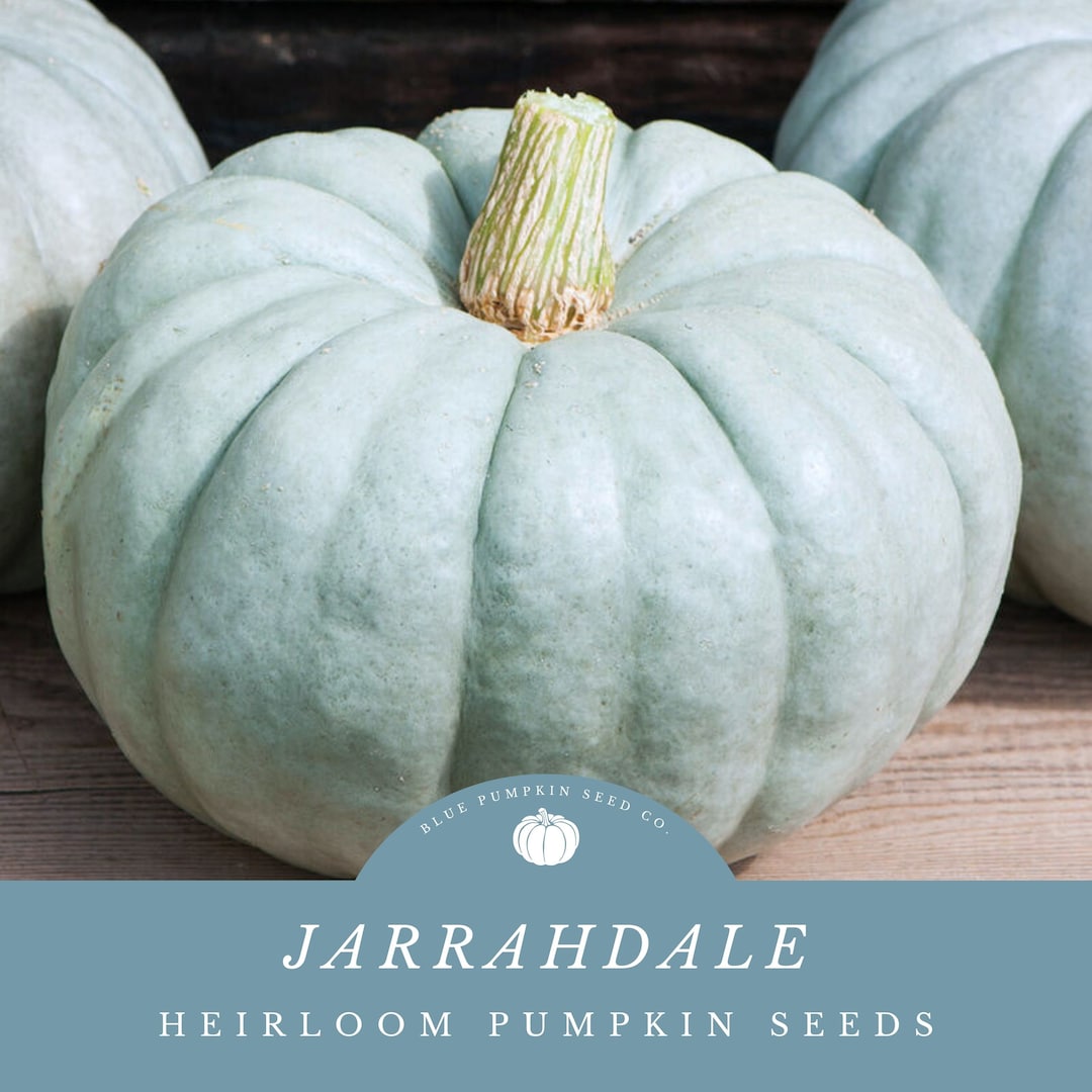 Jarrahdale Pumpkin (heirloom/c.maxima) Seeds: Blue Bayou, Pumpkin ...