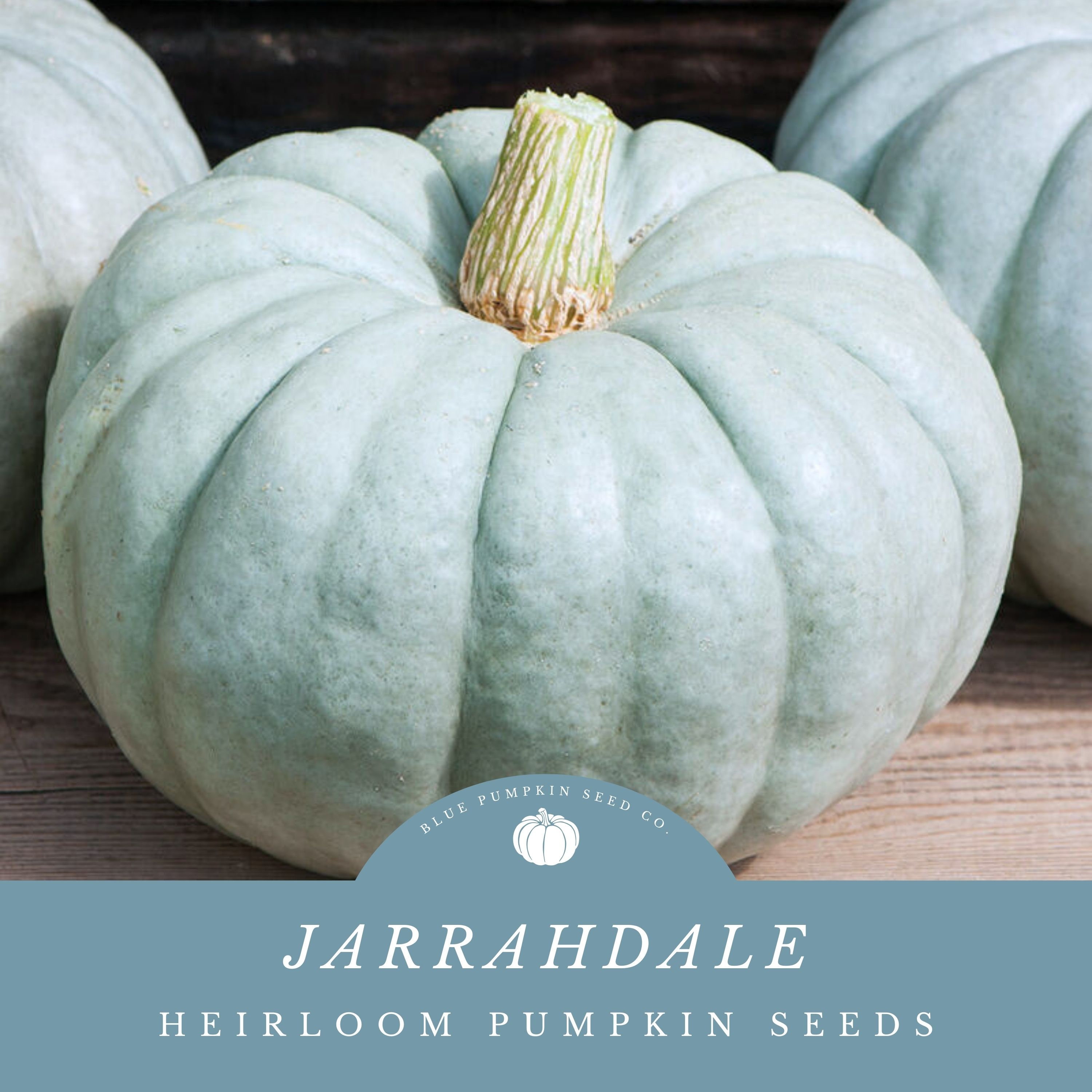 Jarrahdale Pumpkin (heirloom/c.maxima) Seeds: Blue Bayou, Pumpkin ...