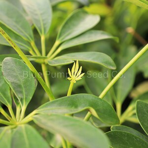Dwarf Umbrella Tree Seeds: Breath Cleaner Air by Growing Your Own Dwarf ...
