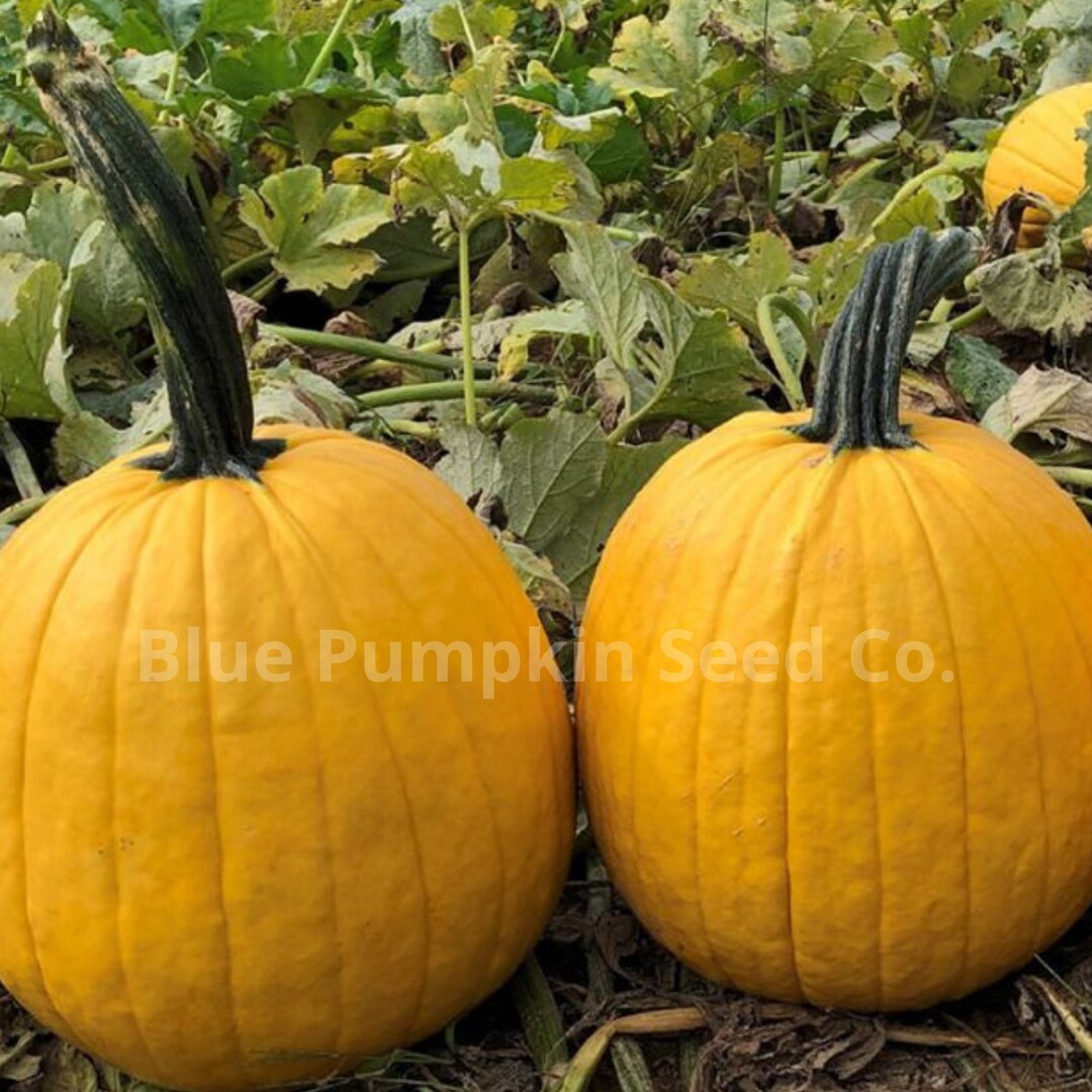 Lemonade Pumpkin (f1/int.pmr): Lemonade Hybrid Pumpkin, Yellow Pumpkin ...