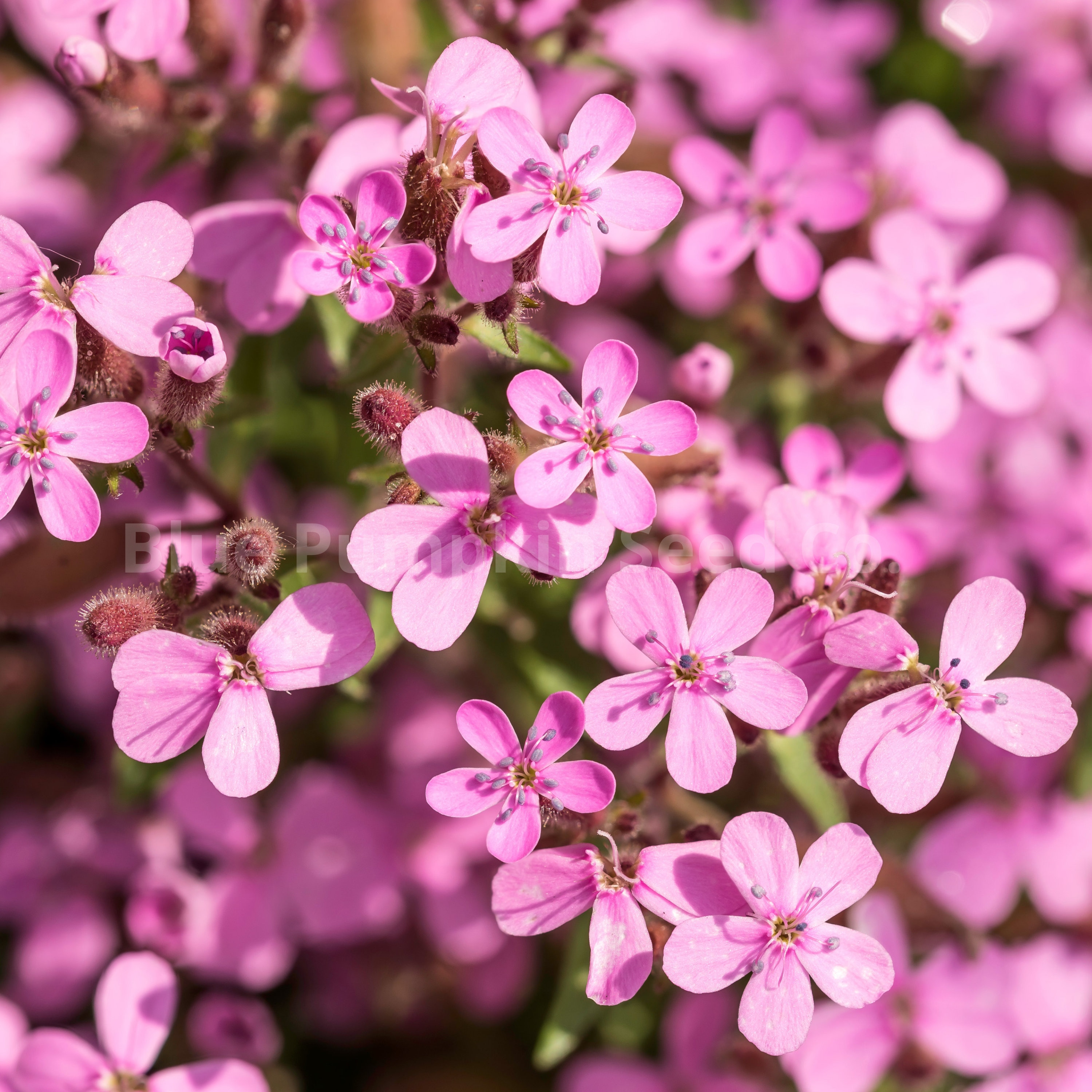 Soap Plant Seeds: Soapwort, Soap Weed, Bouncing-bet, Crow Soap, Wild ...