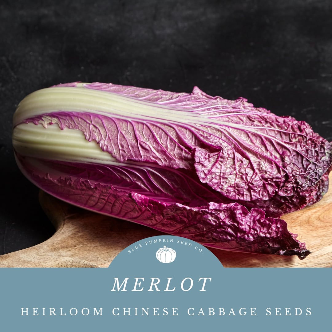 Merlot Chinese Cabbage (F1) Seeds: Purple Chinese Cabbage, Red Chinese ...