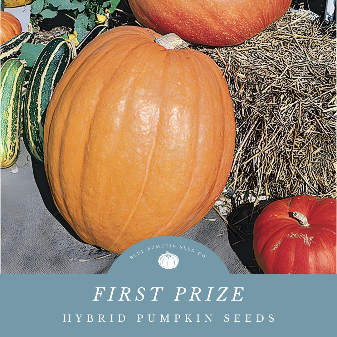 First Prize F1 Pumpkin Seeds – Grow Colossal Pumpkins for Competitions ...