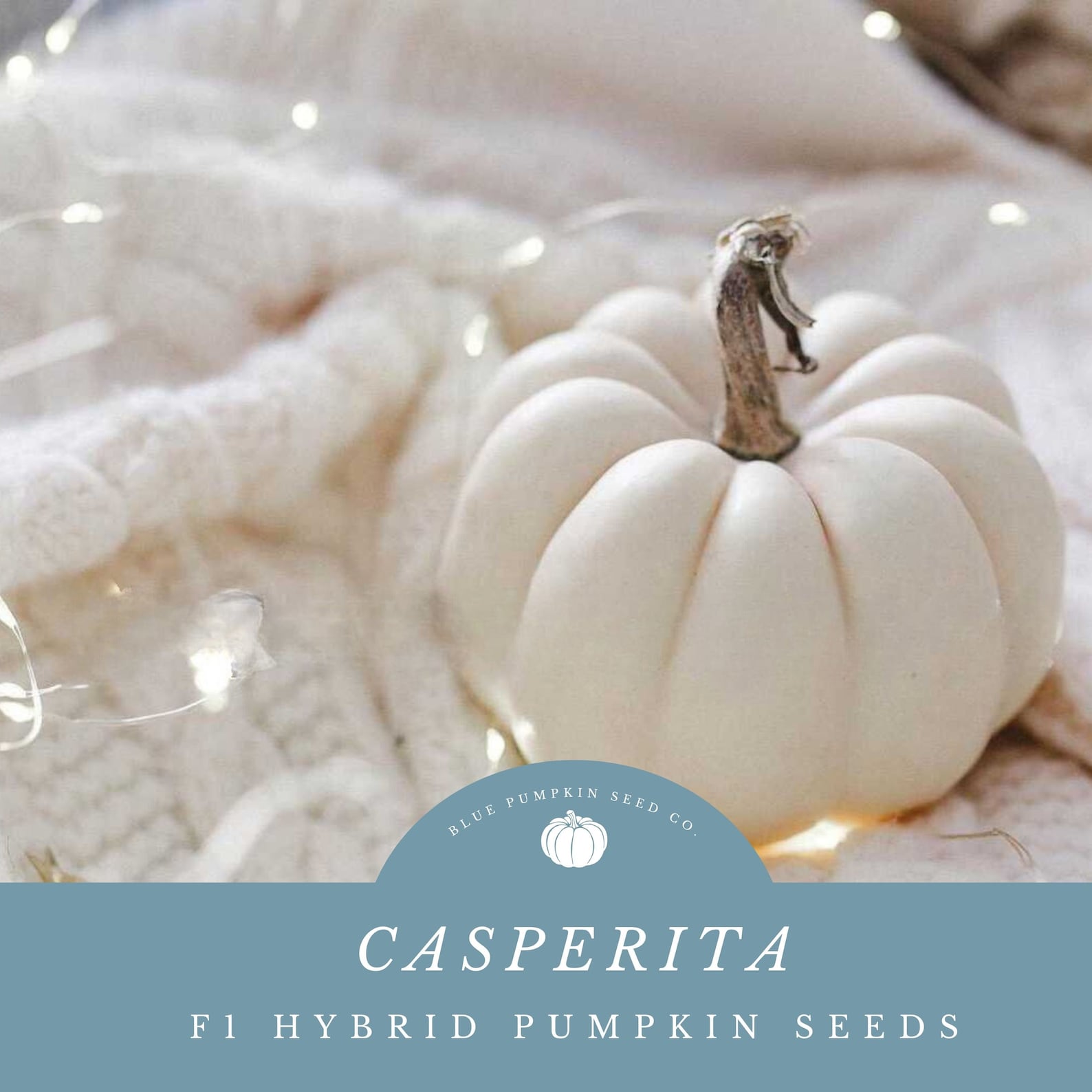 Casperita Pumpkin Seeds - Grow Mini White Pumpkins -great for Edible ...