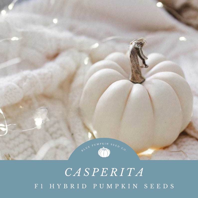 Casperita Pumpkin Seeds - Grow Mini White Pumpkins -great for Edible ...